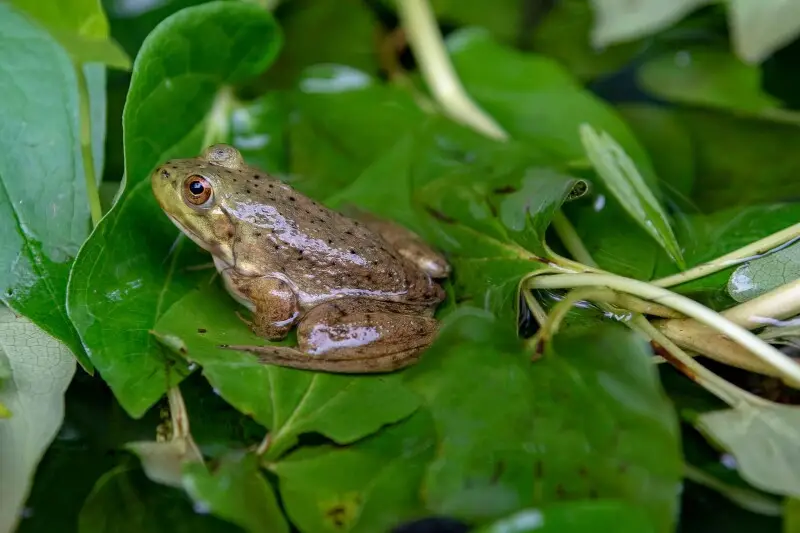 American bullfrog - Facts, Diet, Habitat & Pictures on Animalia.bio