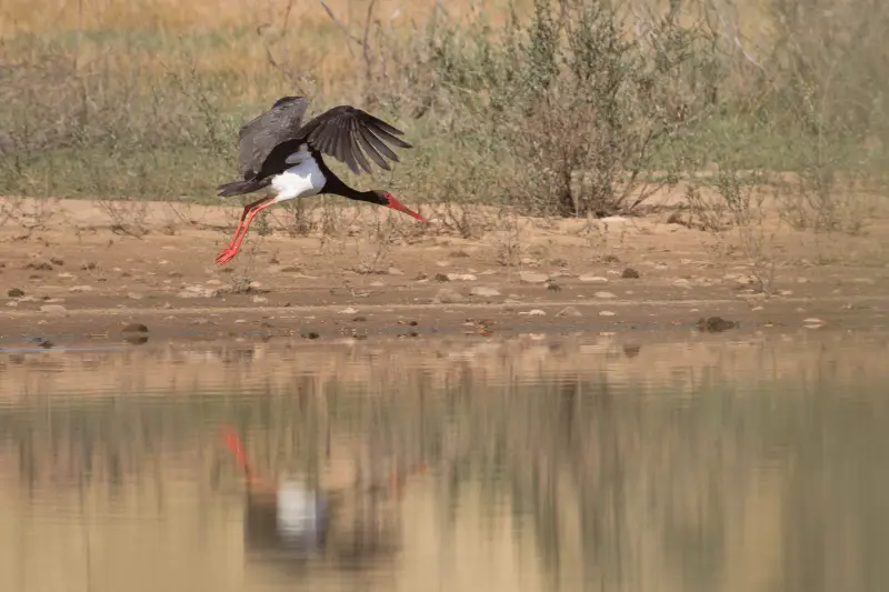 Black stork - Facts, Diet, Habitat & Pictures on Animalia.bio