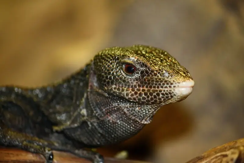 Black tree monitor - Facts, Diet, Habitat & Pictures on Animalia.bio