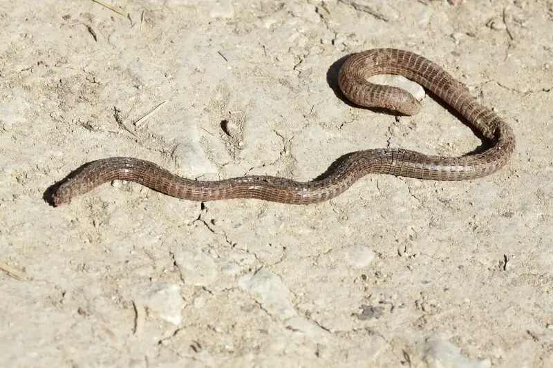 Iberian worm lizard - Facts, Diet, Habitat & Pictures on Animalia.bio
