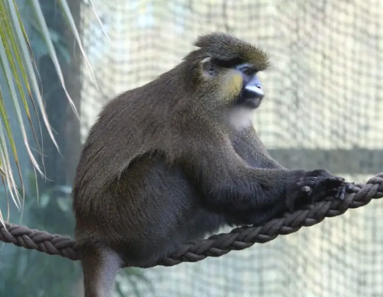 Moustached guenon - Facts, Diet, Habitat & Pictures on Animalia.bio