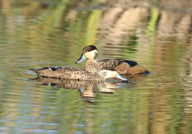 Hottentot teal - Facts, Diet, Habitat & Pictures on Animalia.bio