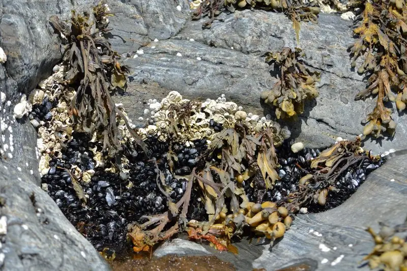 Blue mussel - Facts, Diet, Habitat & Pictures on Animalia.bio