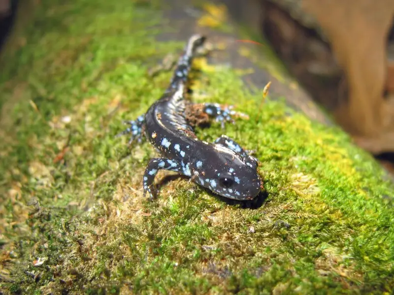 Blue-spotted salamander - Facts, Diet, Habitat & Pictures on Animalia.bio