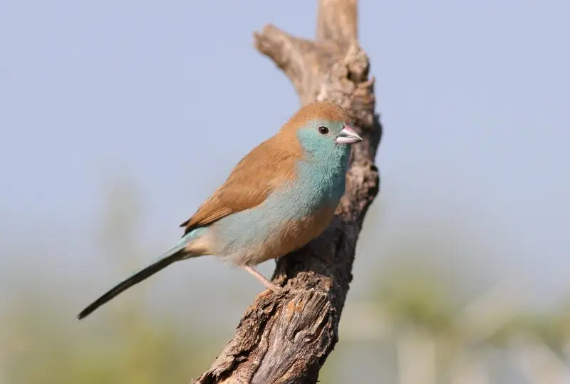 Blue waxbill - Facts, Diet, Habitat & Pictures on Animalia.bio