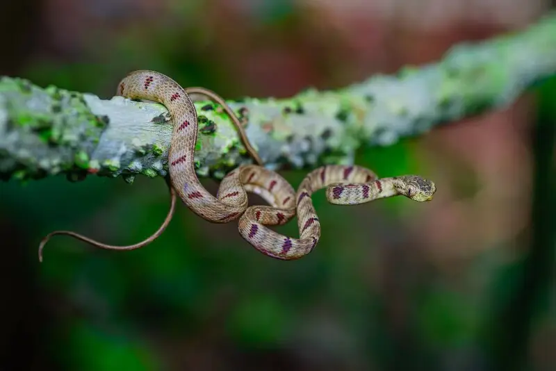 Boiga drapiezii - Facts, Diet, Habitat & Pictures on Animalia.bio
