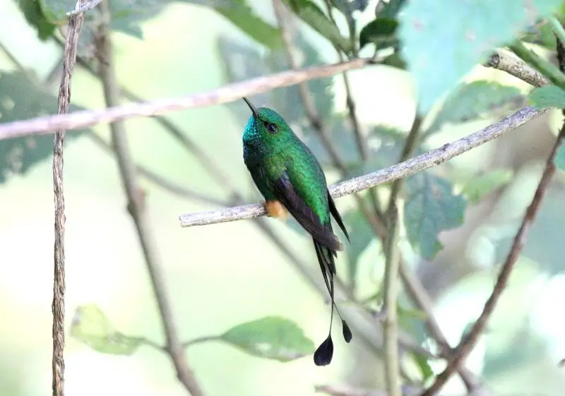 Ocreatus underwoodii - факти, дієта, ареал і фотографії на Animalia.bio