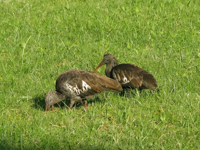 Wattled ibis - Facts, Diet, Habitat & Pictures on Animalia.bio