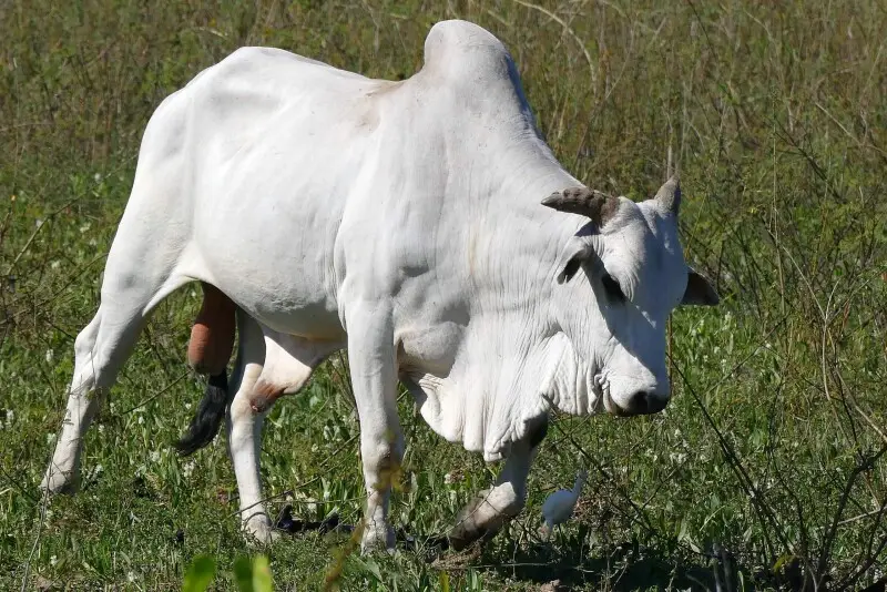 Zebu - Facts, Diet, Habitat & Pictures on Animalia.bio
