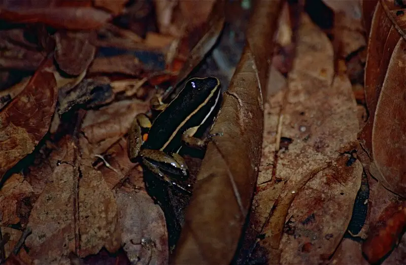 Allobates femoralis - Facts, Diet, Habitat & Pictures on Animalia.bio