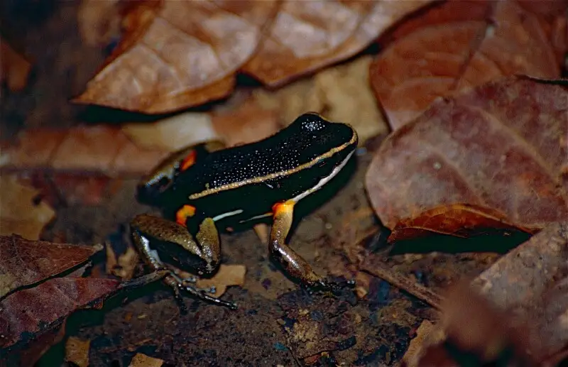 Allobates femoralis - Facts, Diet, Habitat & Pictures on Animalia.bio