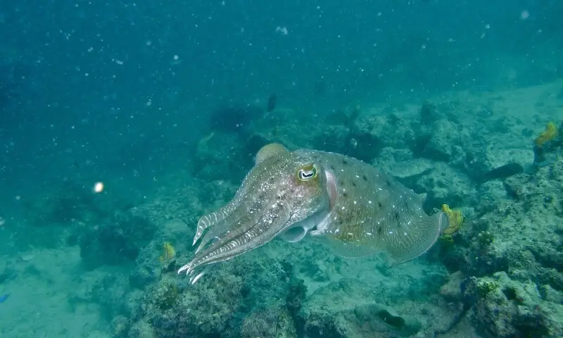 Sepia latimanus - Facts, Diet, Habitat & Pictures on Animalia.bio