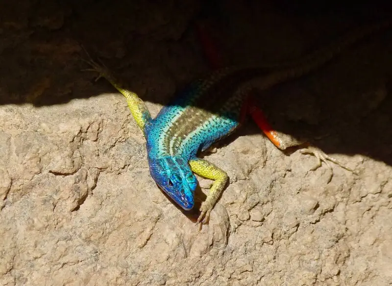 Broadley's flat lizard - Facts, Diet, Habitat & Pictures on Animalia.bio