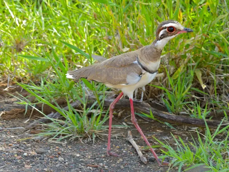 Bronze-winged courser - Facts, Diet, Habitat & Pictures on Animalia.bio