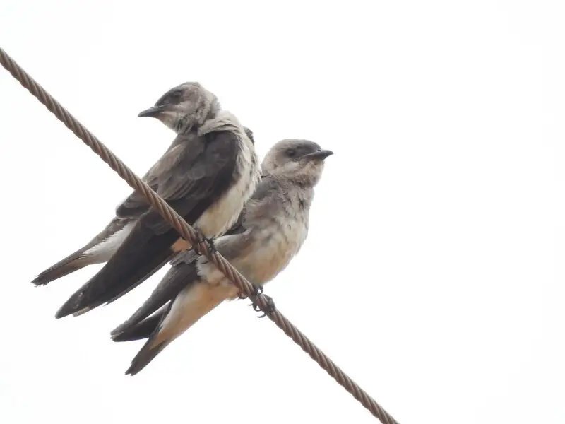 Brown-chested martin - Facts, Diet, Habitat & Pictures on Animalia.bio
