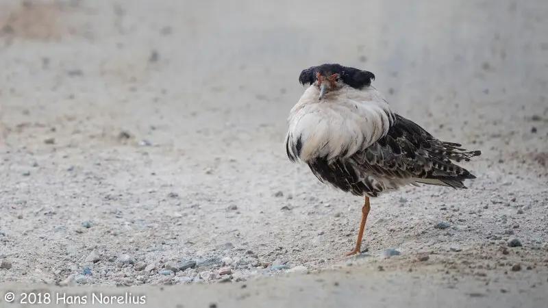 Ruff - Facts, Diet, Habitat & Pictures on Animalia.bio