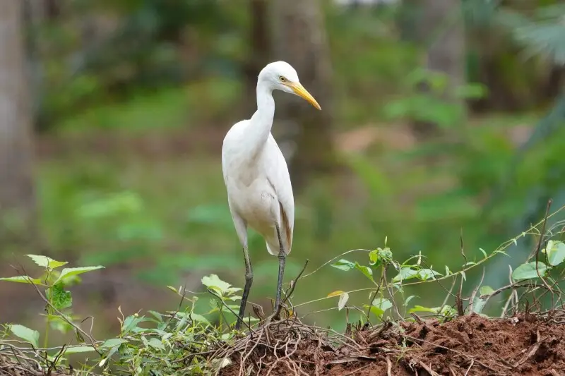 Eastern cattle egret - Facts, Diet, Habitat & Pictures on Animalia.bio