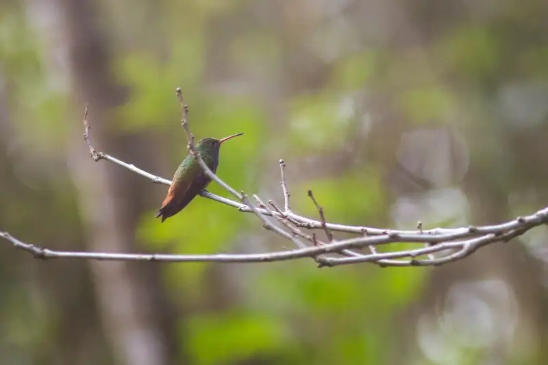 Buff-bellied hummingbird - Facts, Diet, Habitat & Pictures on Animalia.bio