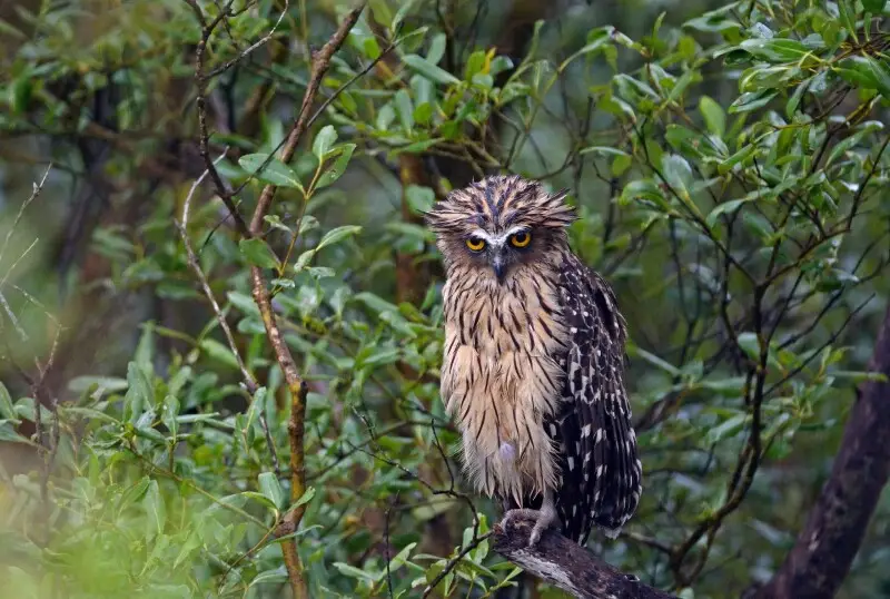 Buffy fish owl - Facts, Diet, Habitat & Pictures on Animalia.bio