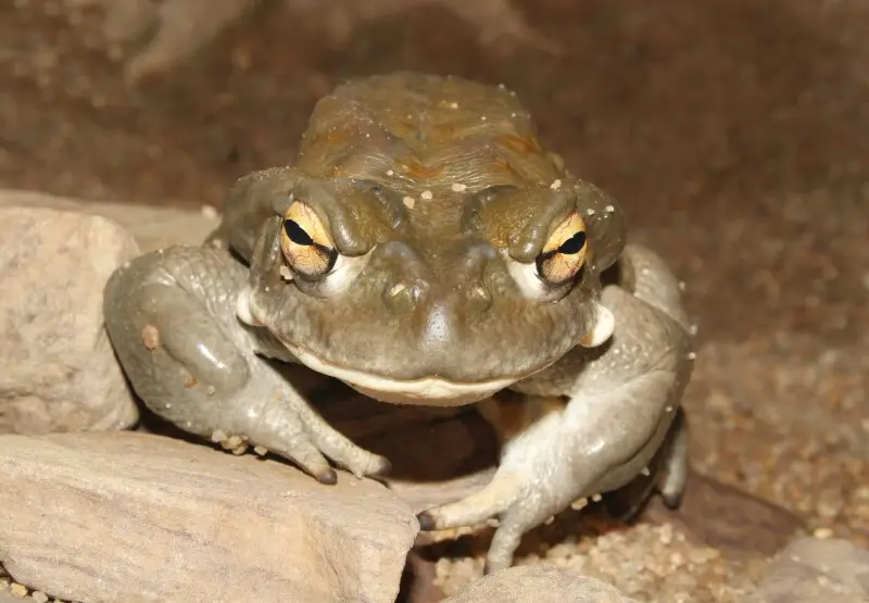 Colorado River toad - Facts, Diet, Habitat & Pictures on Animalia.bio