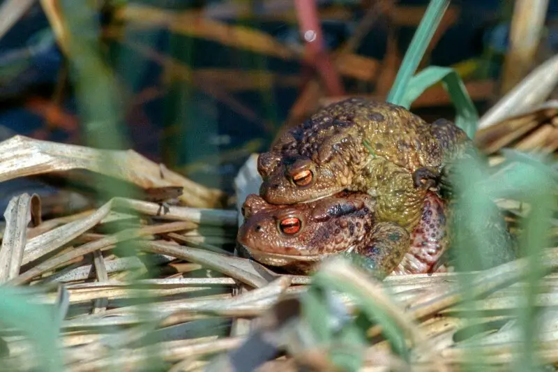 Common toad - Facts, Diet, Habitat & Pictures on Animalia.bio