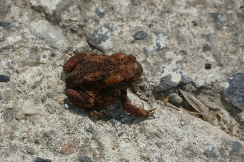 Common toad - Facts, Diet, Habitat & Pictures on Animalia.bio