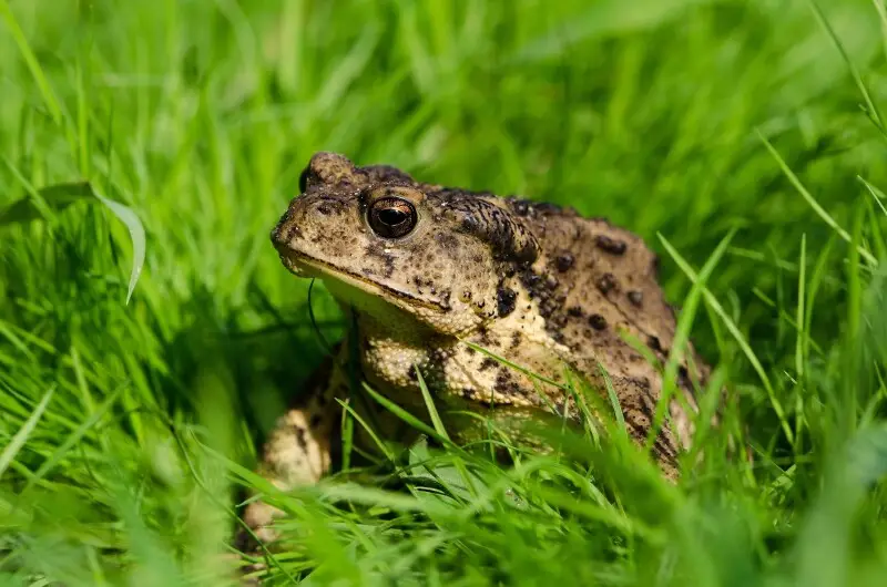 Asiatic toad - Facts, Diet, Habitat & Pictures on Animalia.bio