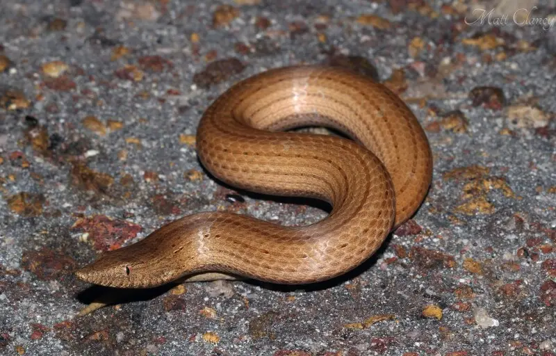 Burton's legless lizard - Facts, Diet, Habitat & Pictures on Animalia.bio