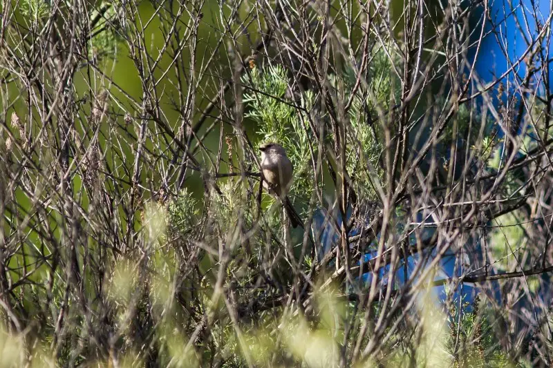 American bushtit - Facts, Diet, Habitat & Pictures on Animalia.bio