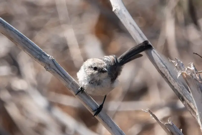 American bushtit - Facts, Diet, Habitat & Pictures on Animalia.bio