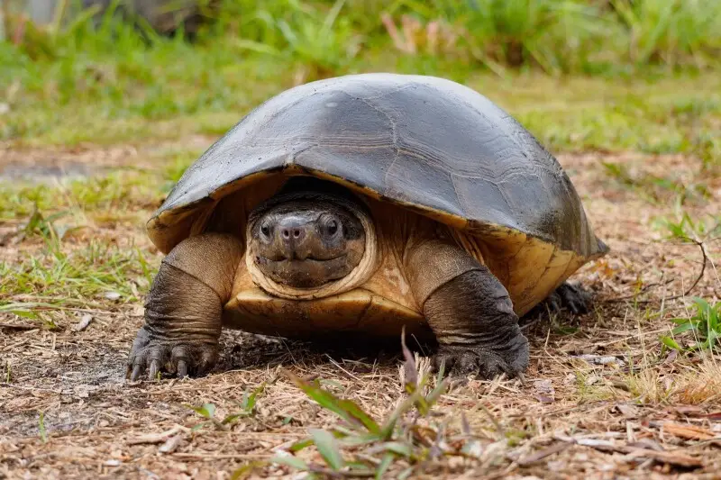 Malaysian giant turtle - Facts, Diet, Habitat & Pictures on Animalia.bio