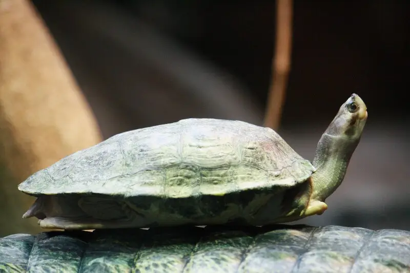 Brown roofed turtle - Facts, Diet, Habitat & Pictures on Animalia.bio