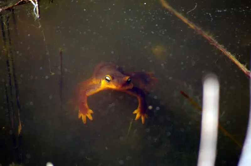 California newt - Facts, Diet, Habitat & Pictures on Animalia.bio