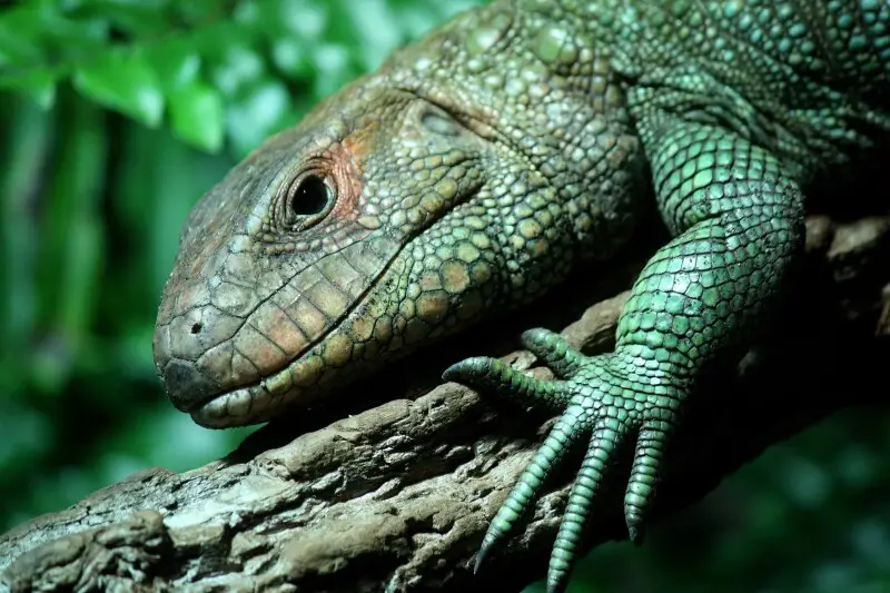 Northern caiman lizard - Facts, Diet, Habitat & Pictures on Animalia.bio