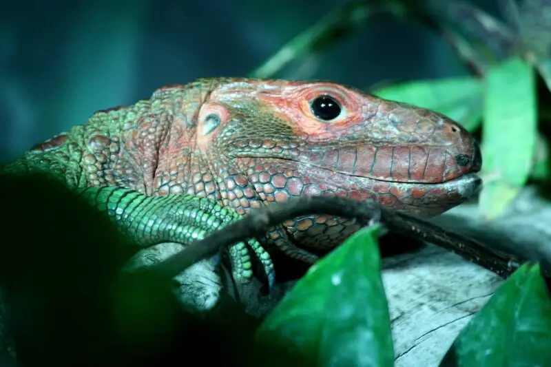 Northern caiman lizard - Facts, Diet, Habitat & Pictures on Animalia.bio