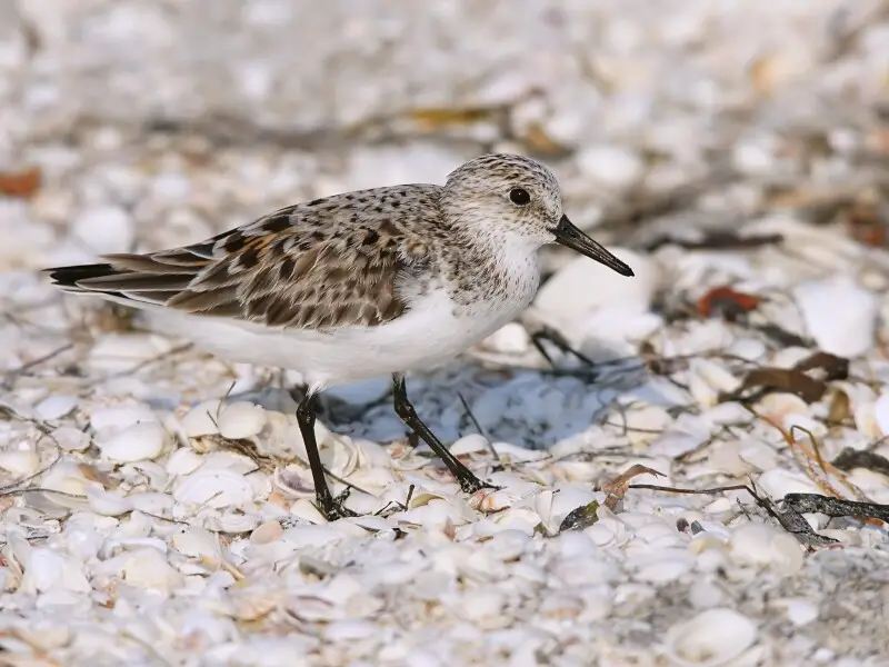 Sanderling - Facts, Diet, Habitat & Pictures on Animalia.bio