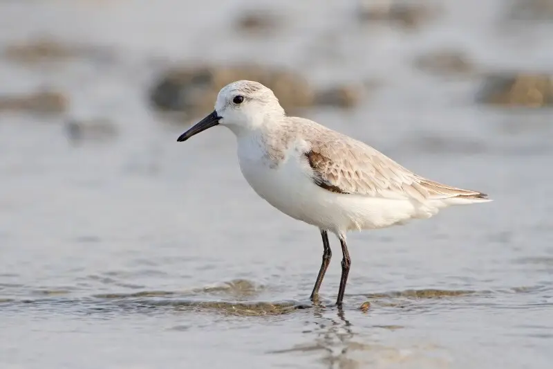 Sanderling - Facts, Diet, Habitat & Pictures on Animalia.bio