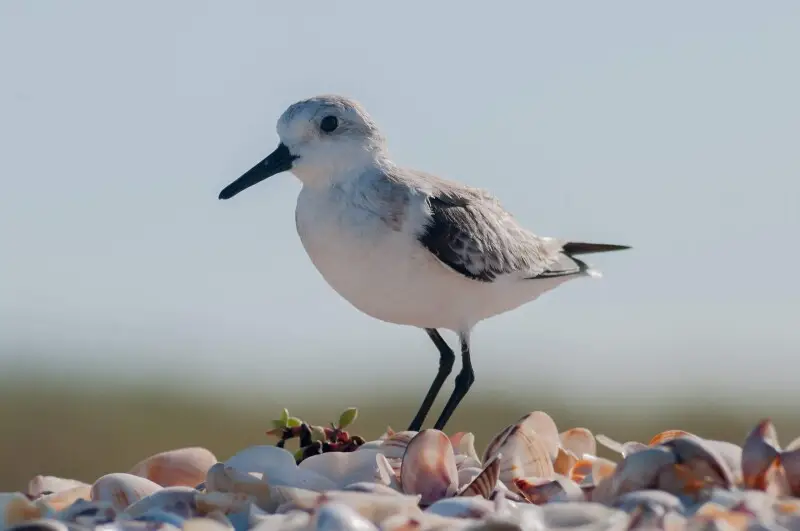 Sanderling - Facts, Diet, Habitat & Pictures on Animalia.bio