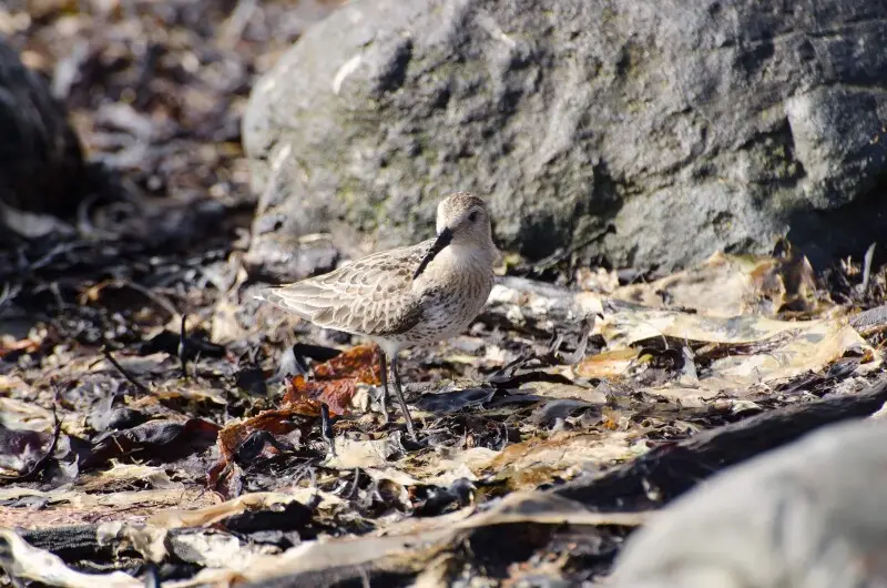 Dunlin - Facts, Diet, Habitat & Pictures on Animalia.bio