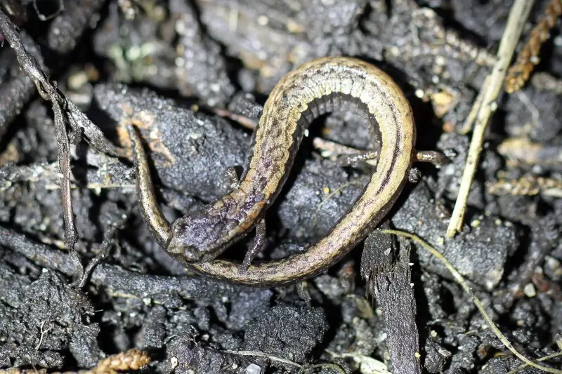 California slender salamander - Facts, Diet, Habitat & Pictures on ...