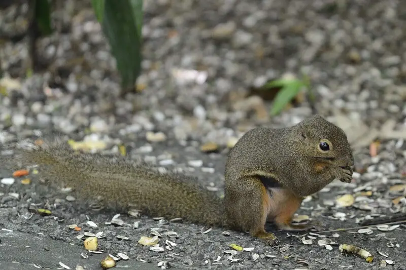 Plantain squirrel - Facts, Diet, Habitat & Pictures on Animalia.bio