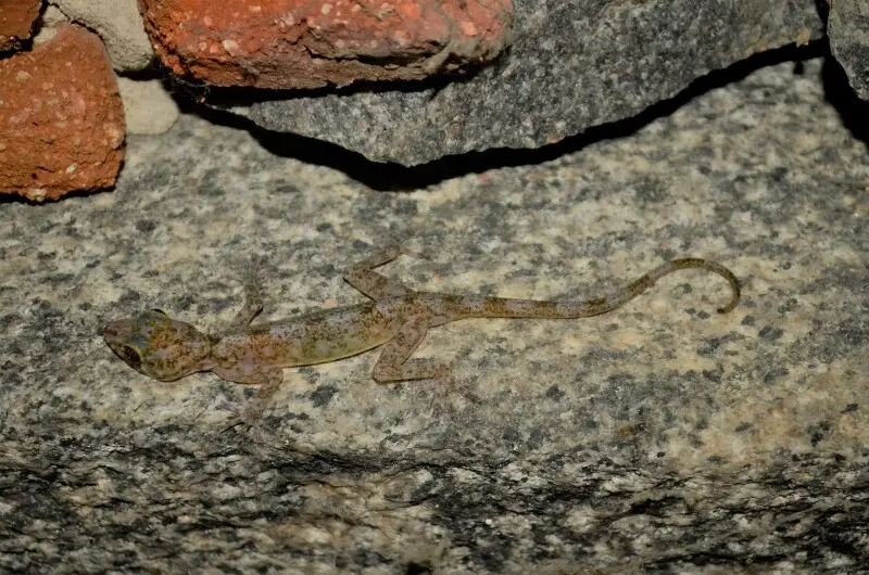 Indian golden gecko - Facts, Diet, Habitat & Pictures on Animalia.bio