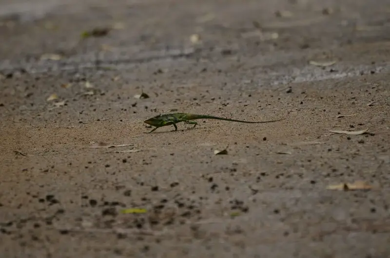 Calotes grandisquamis - Facts, Diet, Habitat & Pictures on Animalia.bio