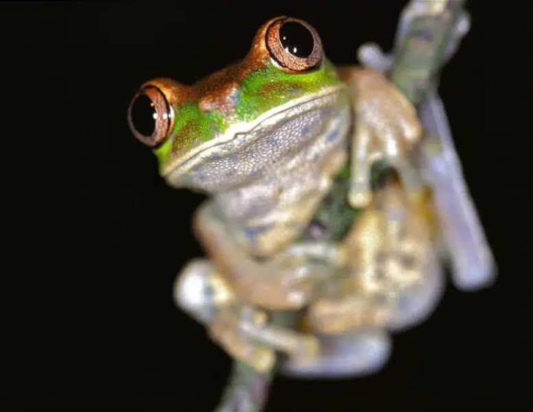 Cameroon forest tree frog - Facts, Diet, Habitat & Pictures on Animalia.bio