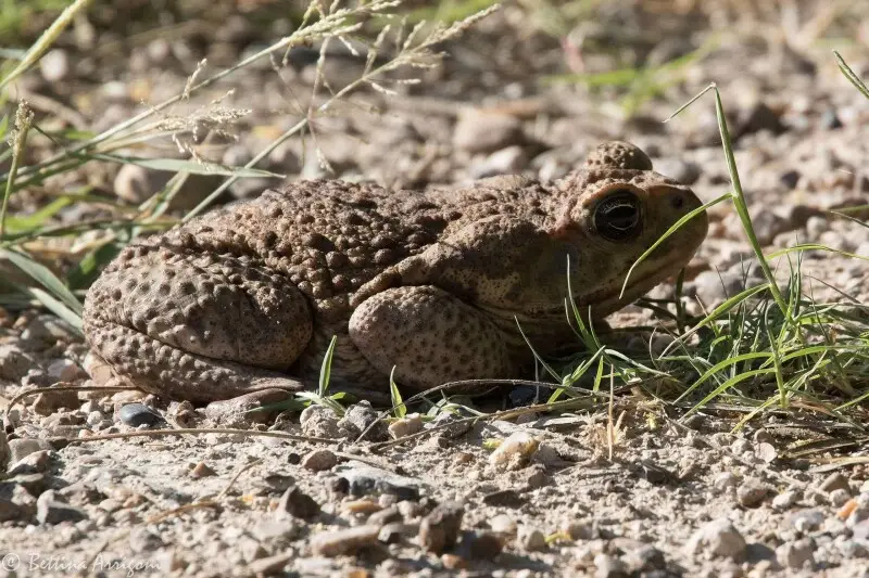 Cane toad - Facts, Diet, Habitat & Pictures on Animalia.bio