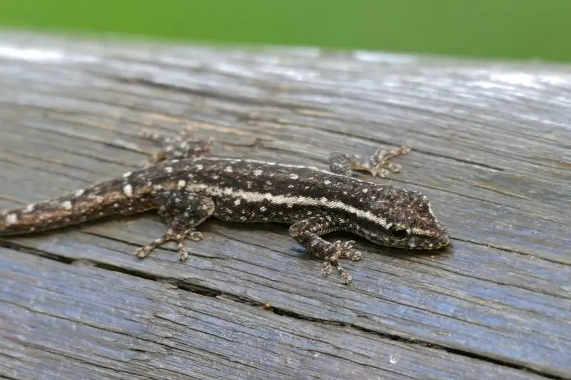 Cape dwarf gecko - Facts, Diet, Habitat & Pictures on Animalia.bio