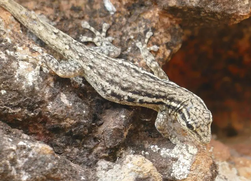 Lygodactylus capensis - Facts, Diet, Habitat & Pictures on Animalia.bio