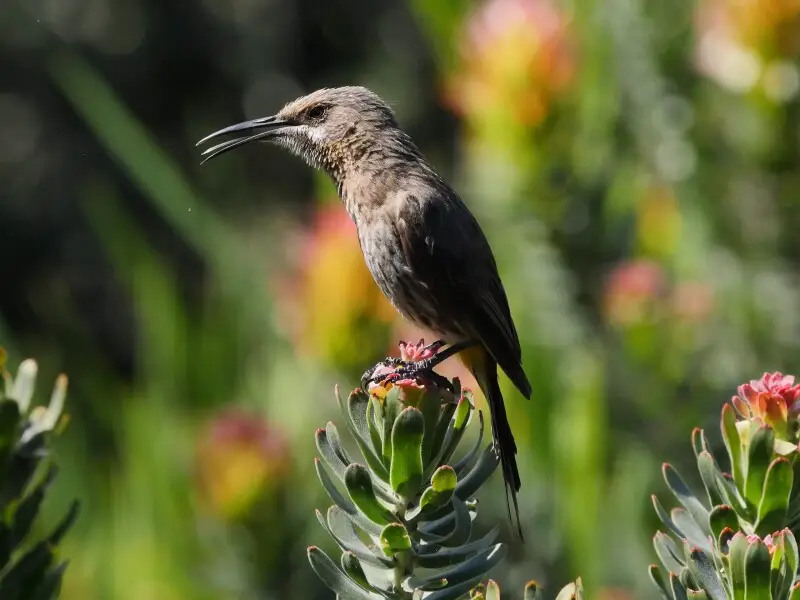 Cape sugarbird - Facts, Diet, Habitat & Pictures on Animalia.bio