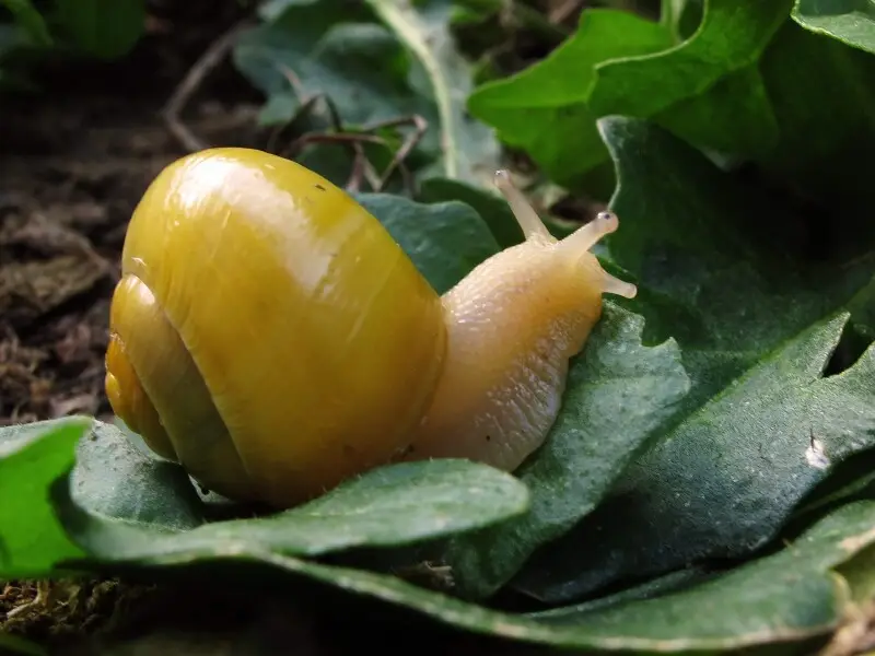 Grove snail - Facts, Diet, Habitat & Pictures on Animalia.bio