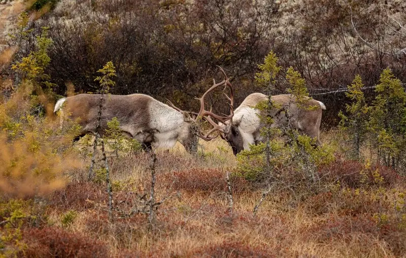 Boreal woodland caribou - Facts, Diet, Habitat & Pictures on Animalia.bio